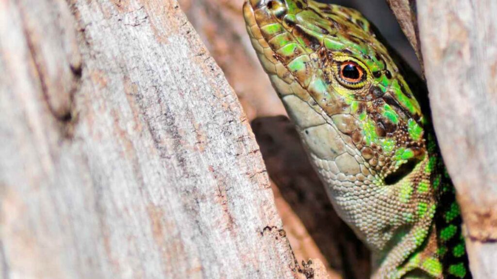 How Lizards Sense Their Surroundings - Reptile Focus