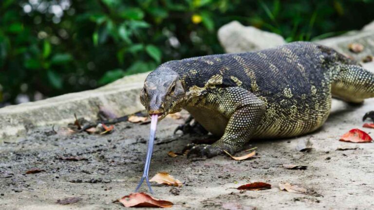 How Lizards Sense Their Surroundings - Reptile Focus